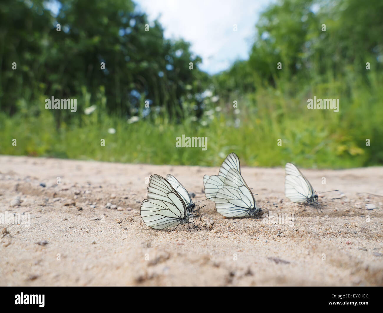 Butterfly on the road Stock Photo - Alamy