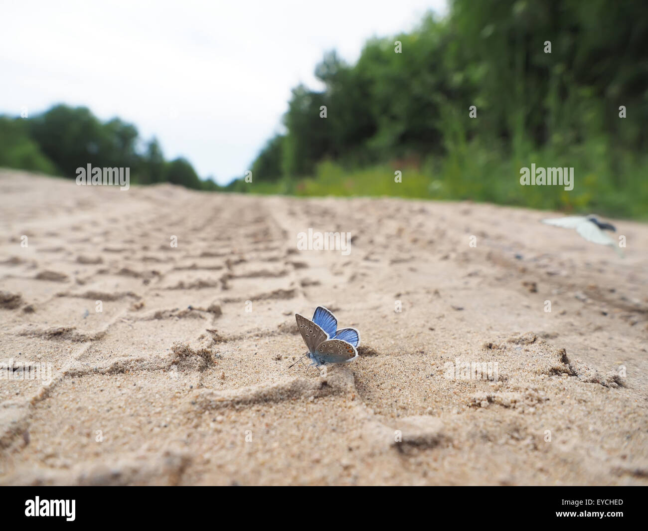 Butterfly on the road Stock Photo - Alamy