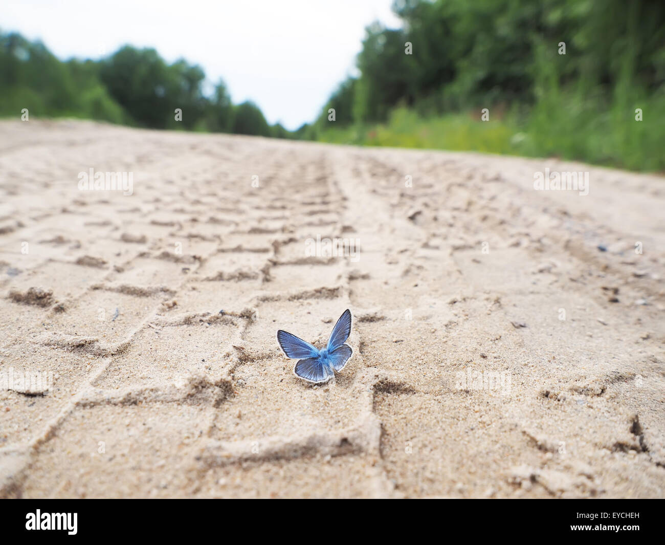 Butterfly on the road Stock Photo - Alamy
