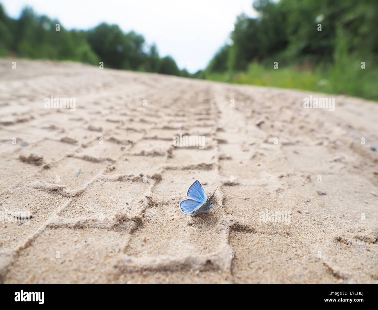 Butterfly on the road Stock Photo - Alamy