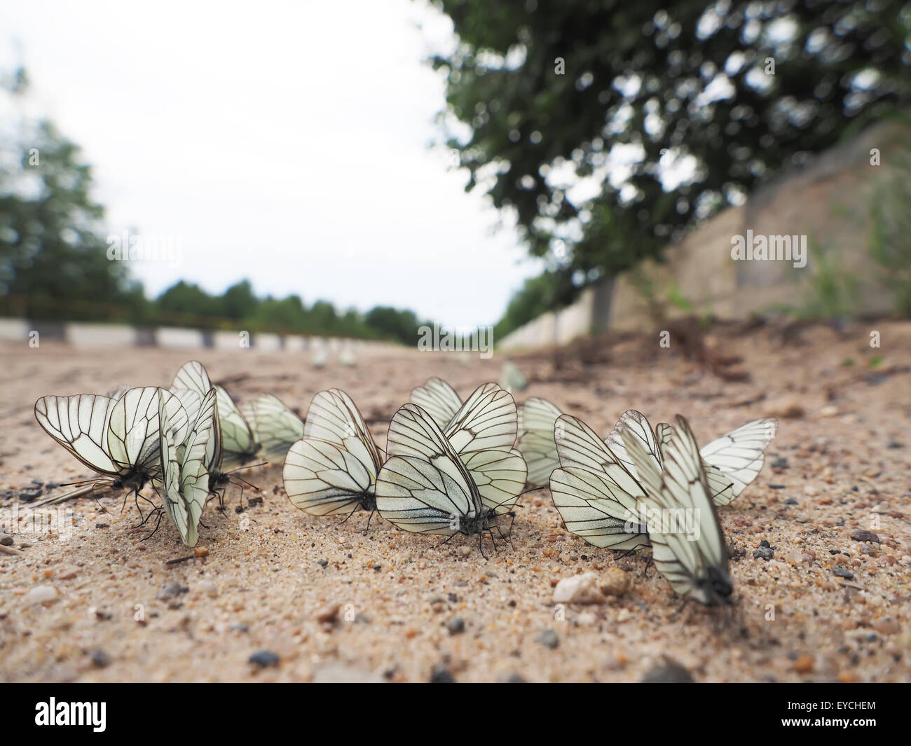 Butterfly on the road Stock Photo - Alamy