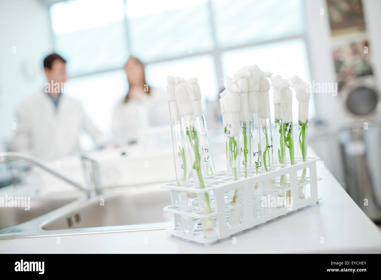 Laboratory, Plants in test tubes Stock Photo - Alamy