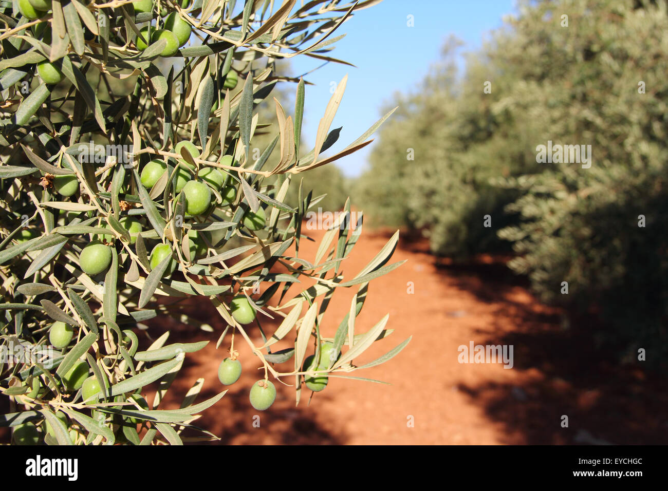 Beautiful olive trees in garden with red soil Stock Photo - Alamy