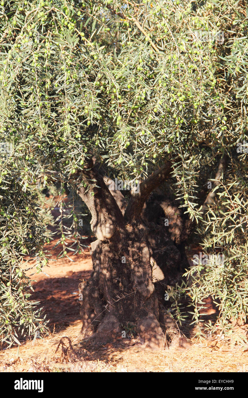Olive tree agriculture hi-res stock photography and images - Alamy