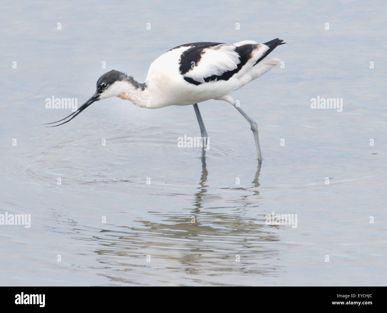 Wader with curved beak hi-res stock photography and images - Alamy