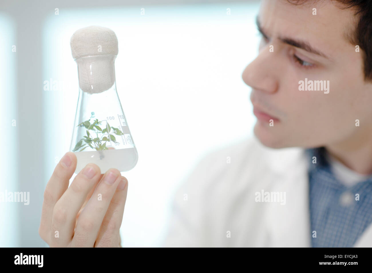 Scientist experimenting with plants Stock Photo - Alamy