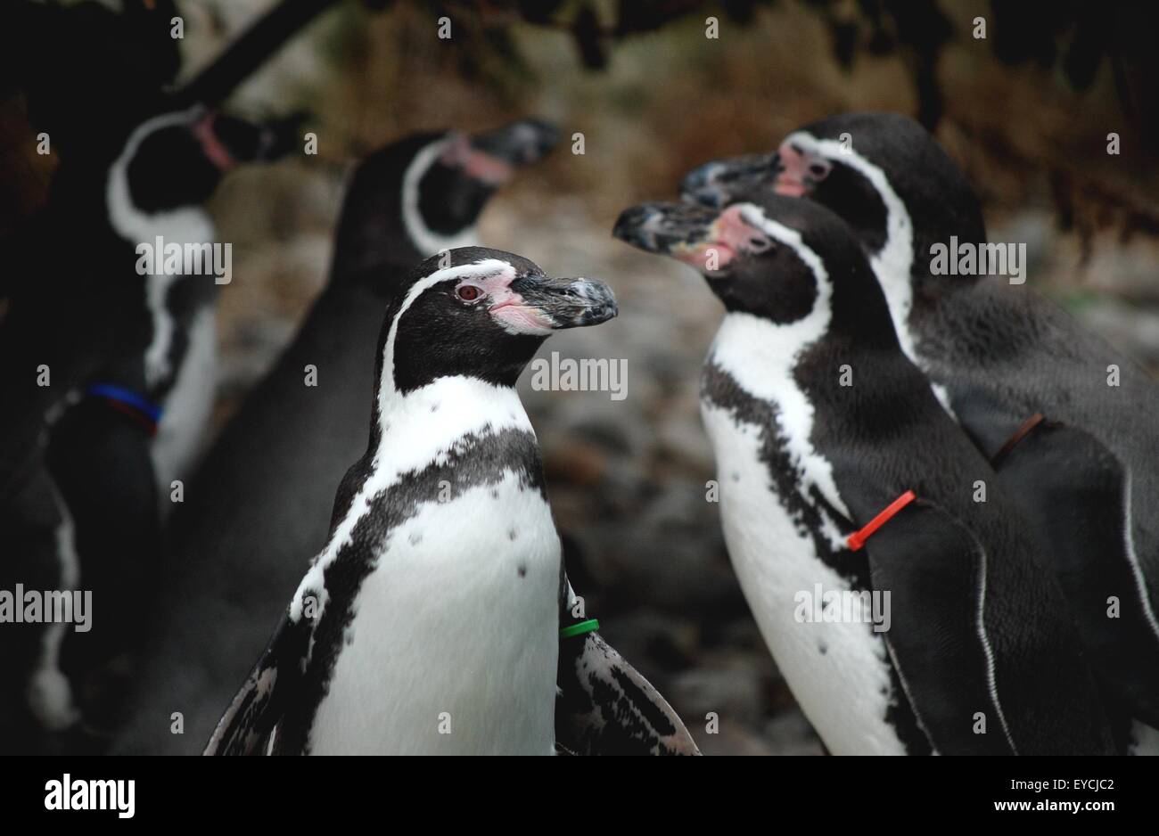 Marwell zoo penguins hi-res stock photography and images - Alamy