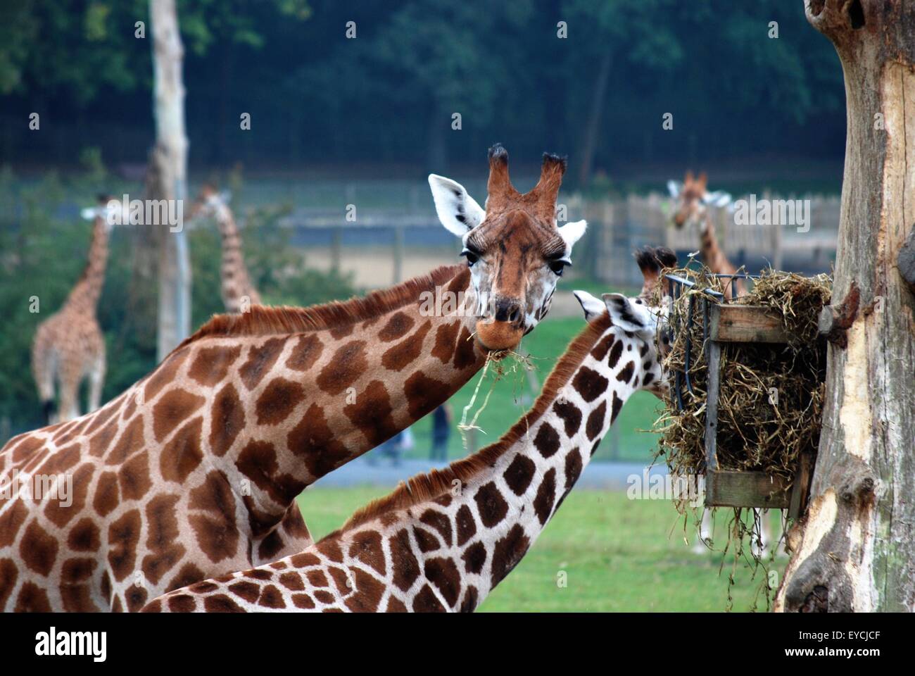 Giraffes feeding from a high feeder at Marwell Zoo, Hampshire, UK Stock ...