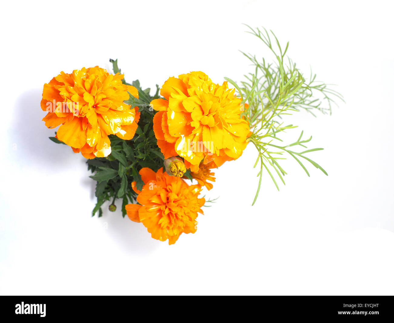 Marigold on a white background Stock Photo - Alamy