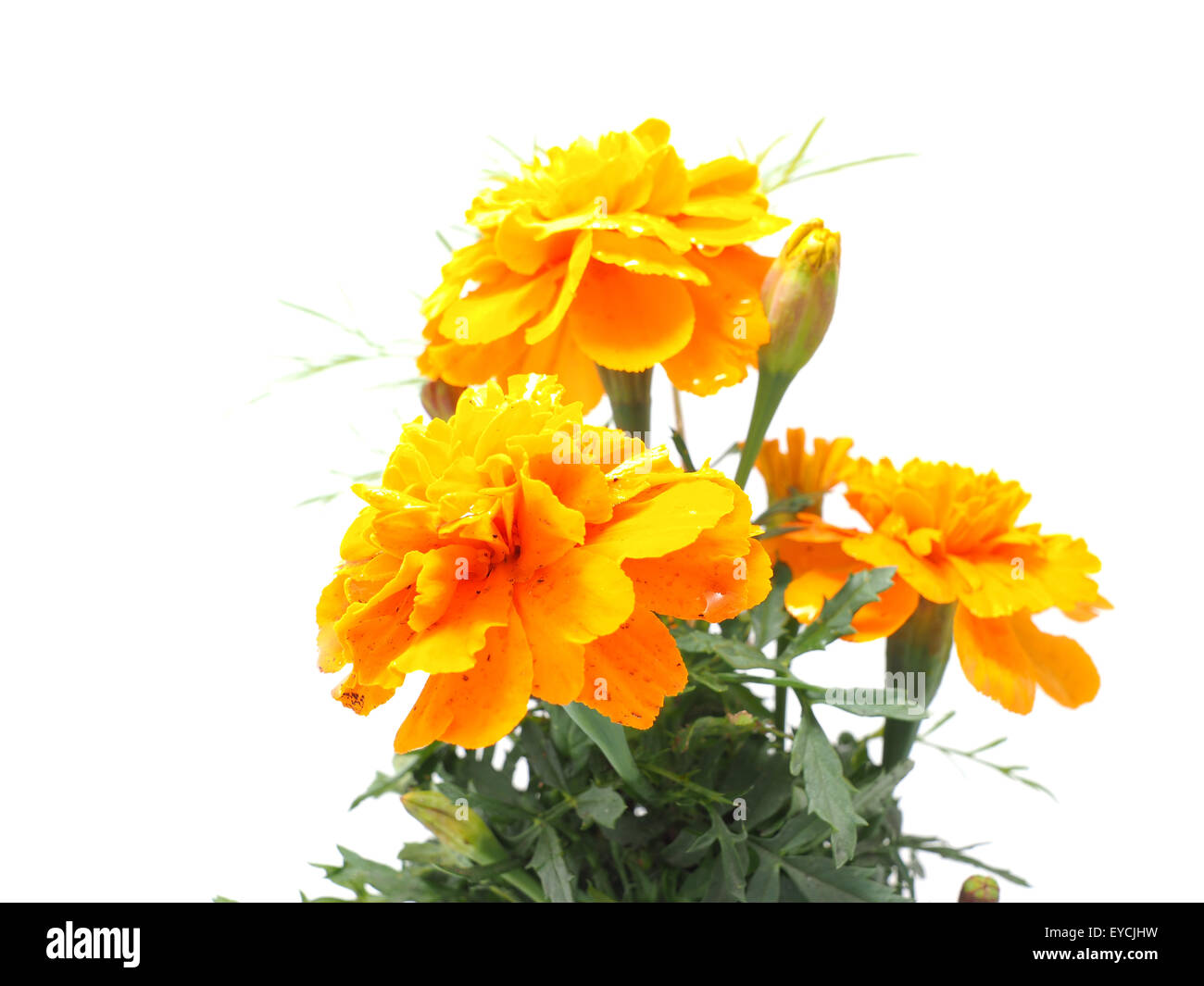 Marigold on a white background Stock Photo - Alamy