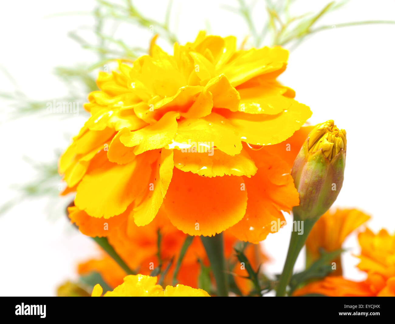 Marigold on a white background Stock Photo - Alamy