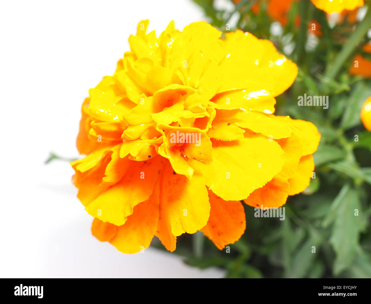 Marigold on a white background Stock Photo - Alamy