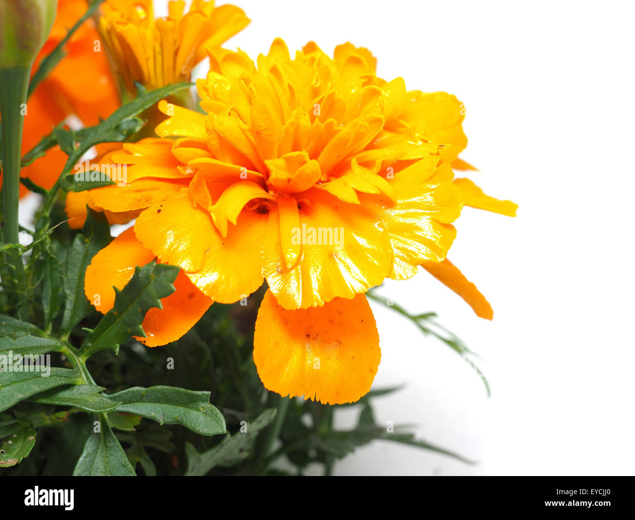Marigold on a white background Stock Photo - Alamy