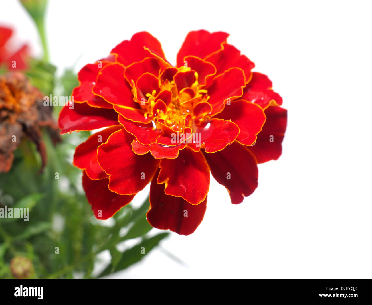 Marigold on a white background Stock Photo - Alamy