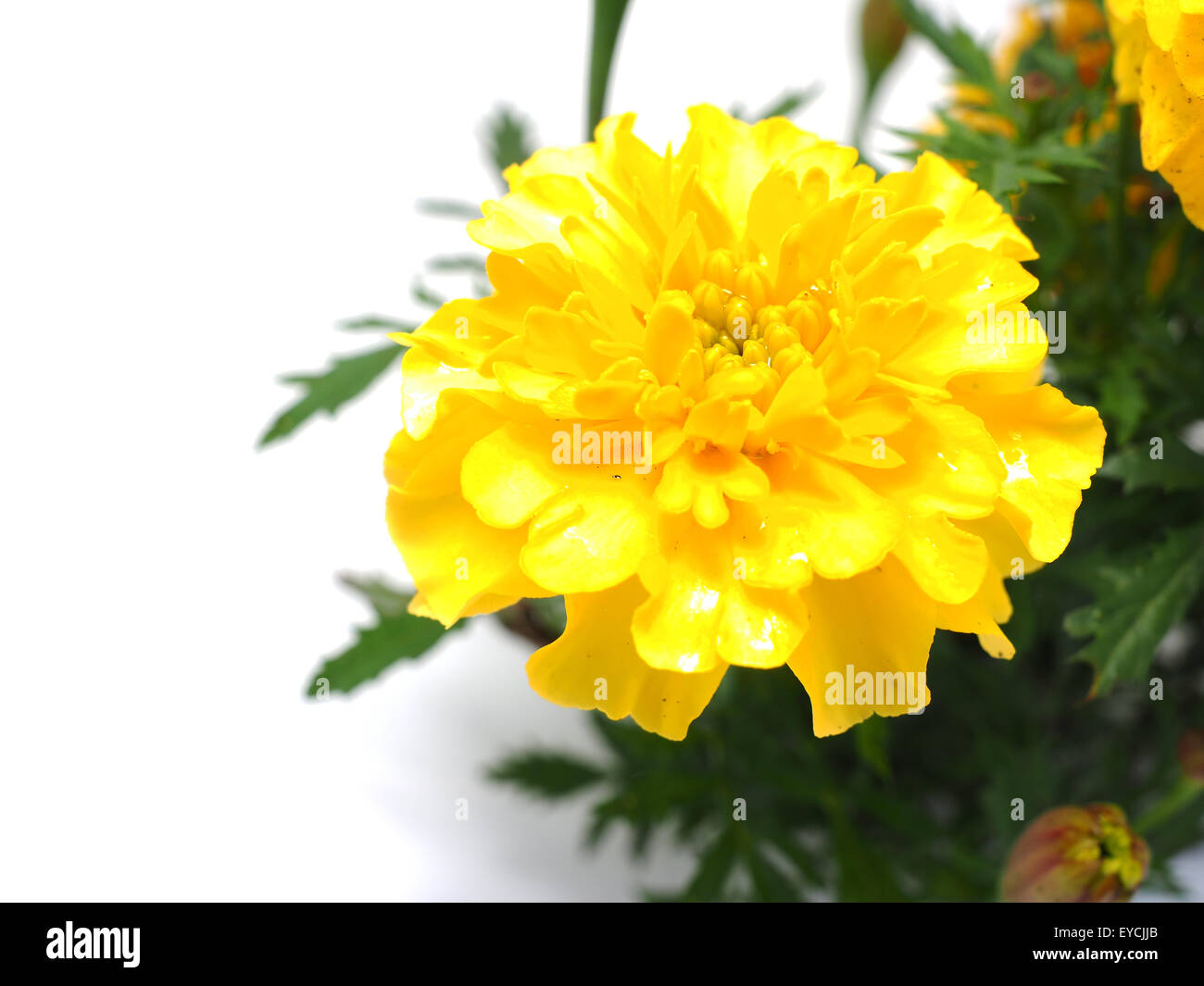 Marigold on a white background Stock Photo - Alamy