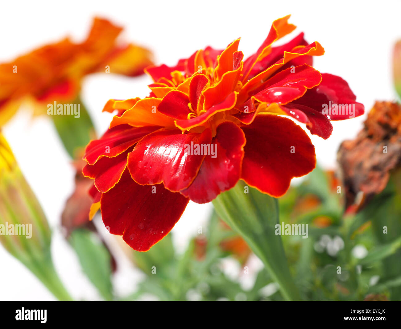 Marigold on a white background Stock Photo - Alamy