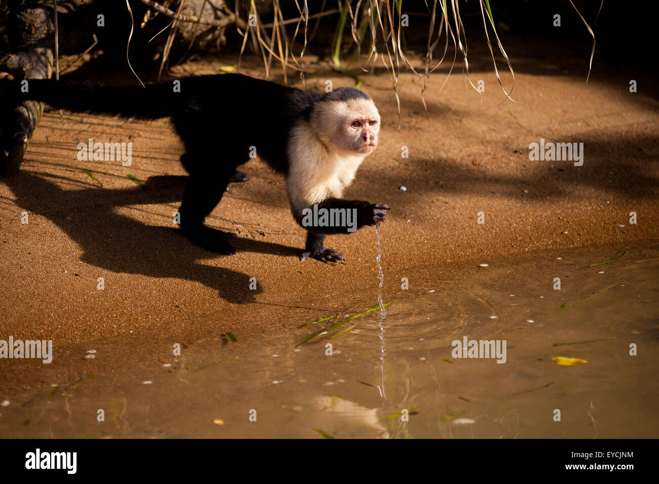 White faced capuchin beach panama hi-res stock photography and images ...