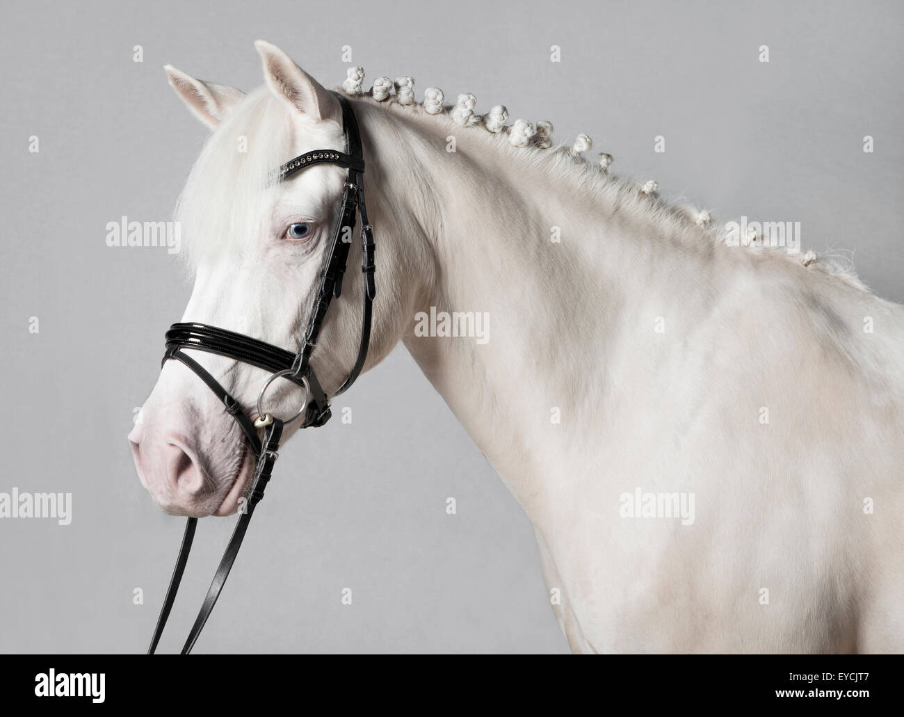 German riding pony studio hi-res stock photography and images - Alamy