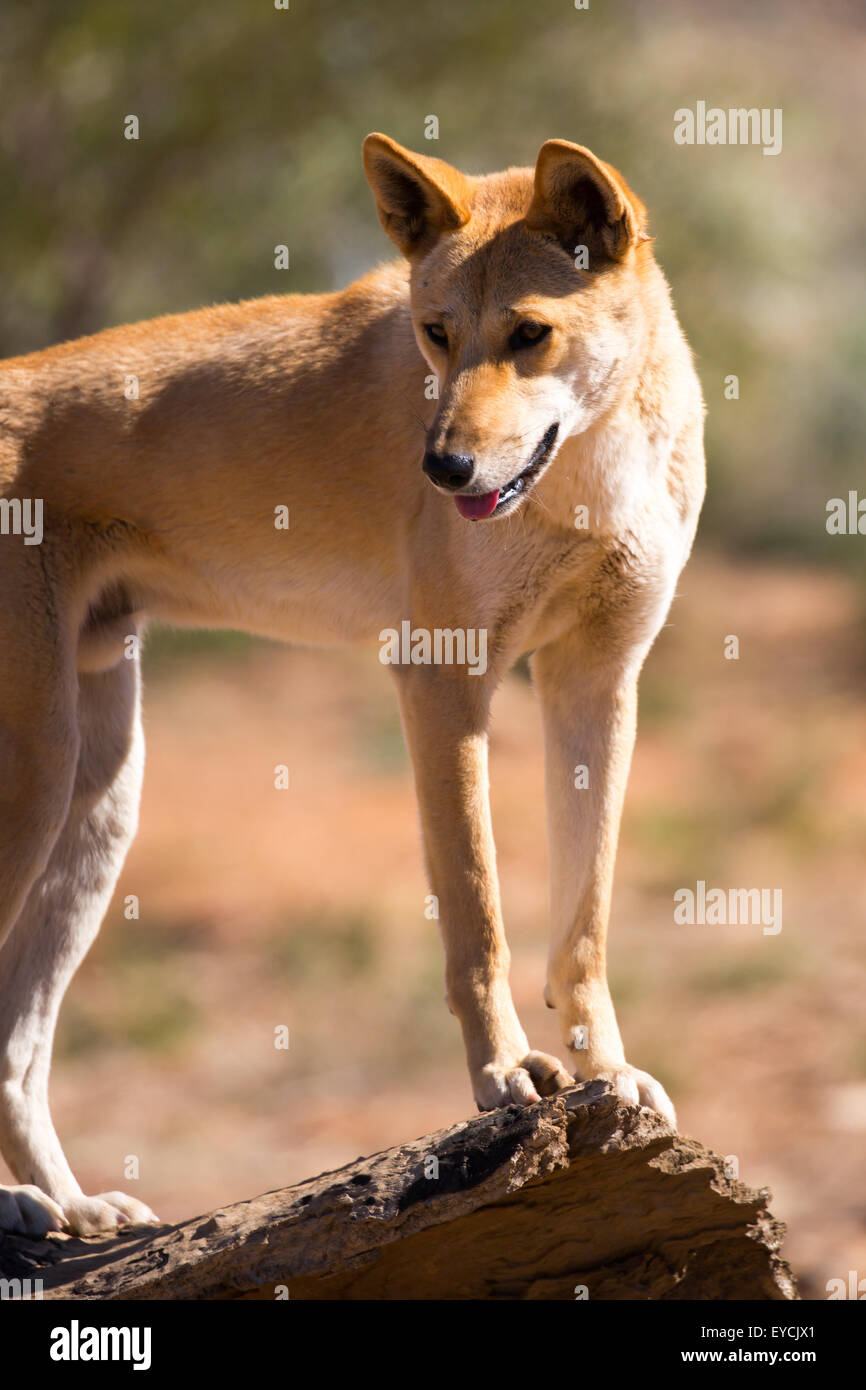 An alert wild dingo near Alice Springs, Northern Territory, Australia ...