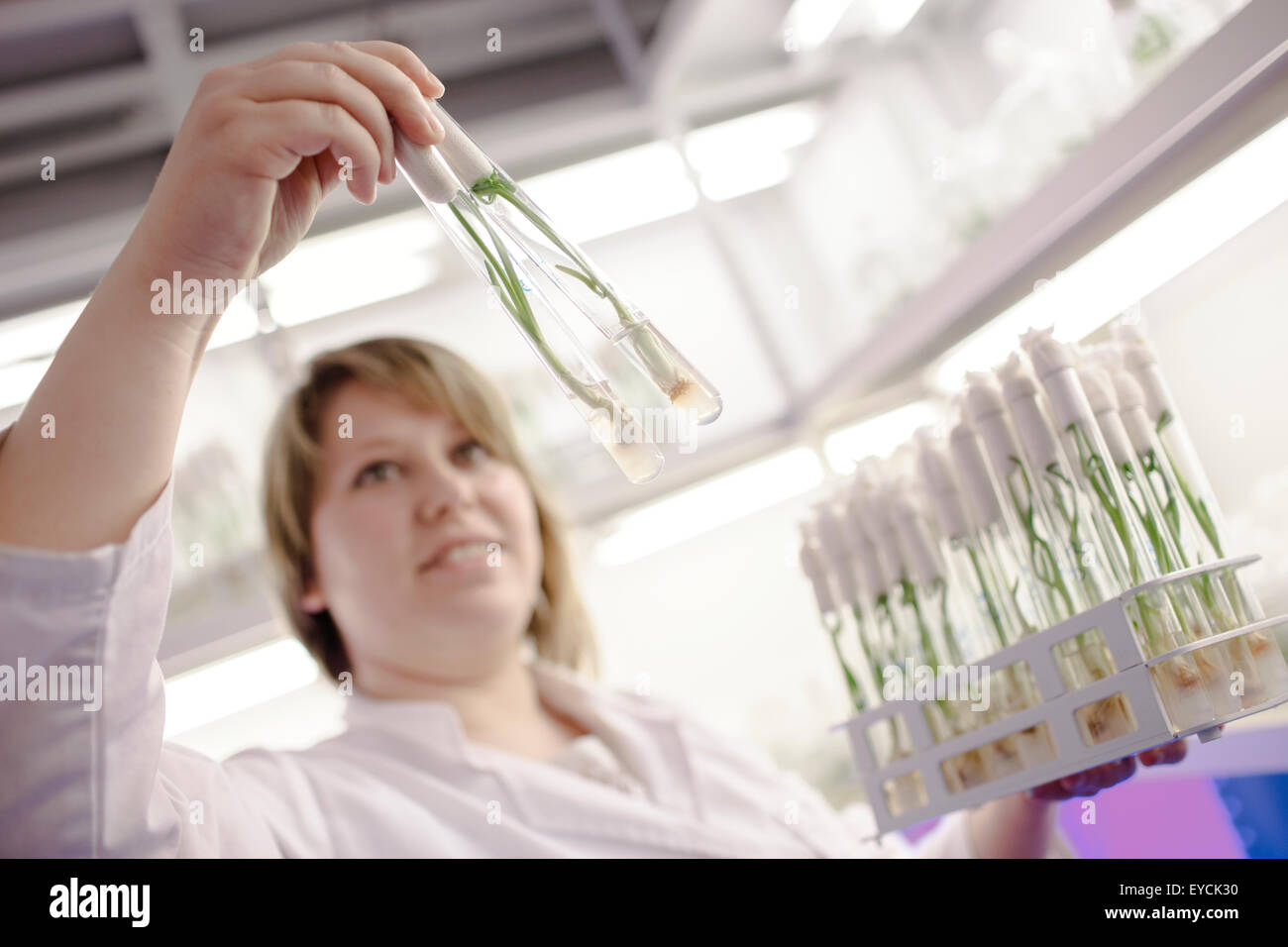 Scientist researching on plants in laboratory Stock Photo - Alamy