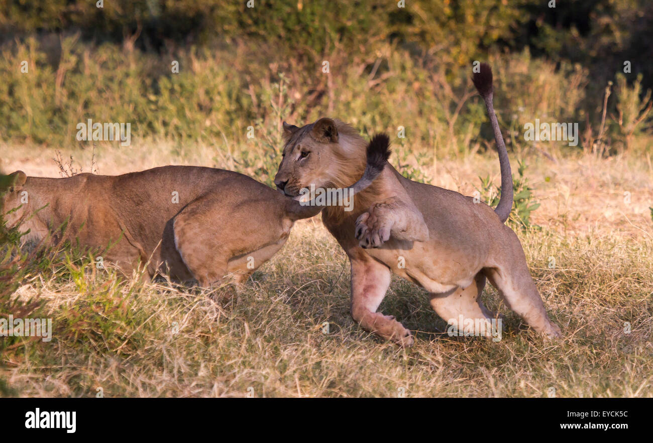 Lion chasing giraffe hi-res stock photography and images - Alamy