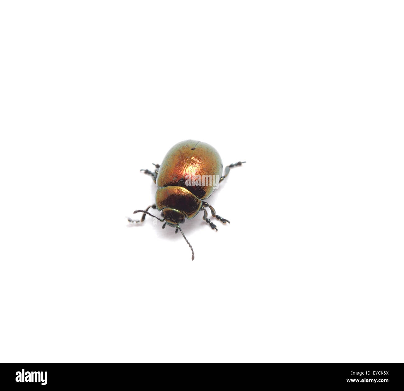a beetle on a white background Stock Photo - Alamy