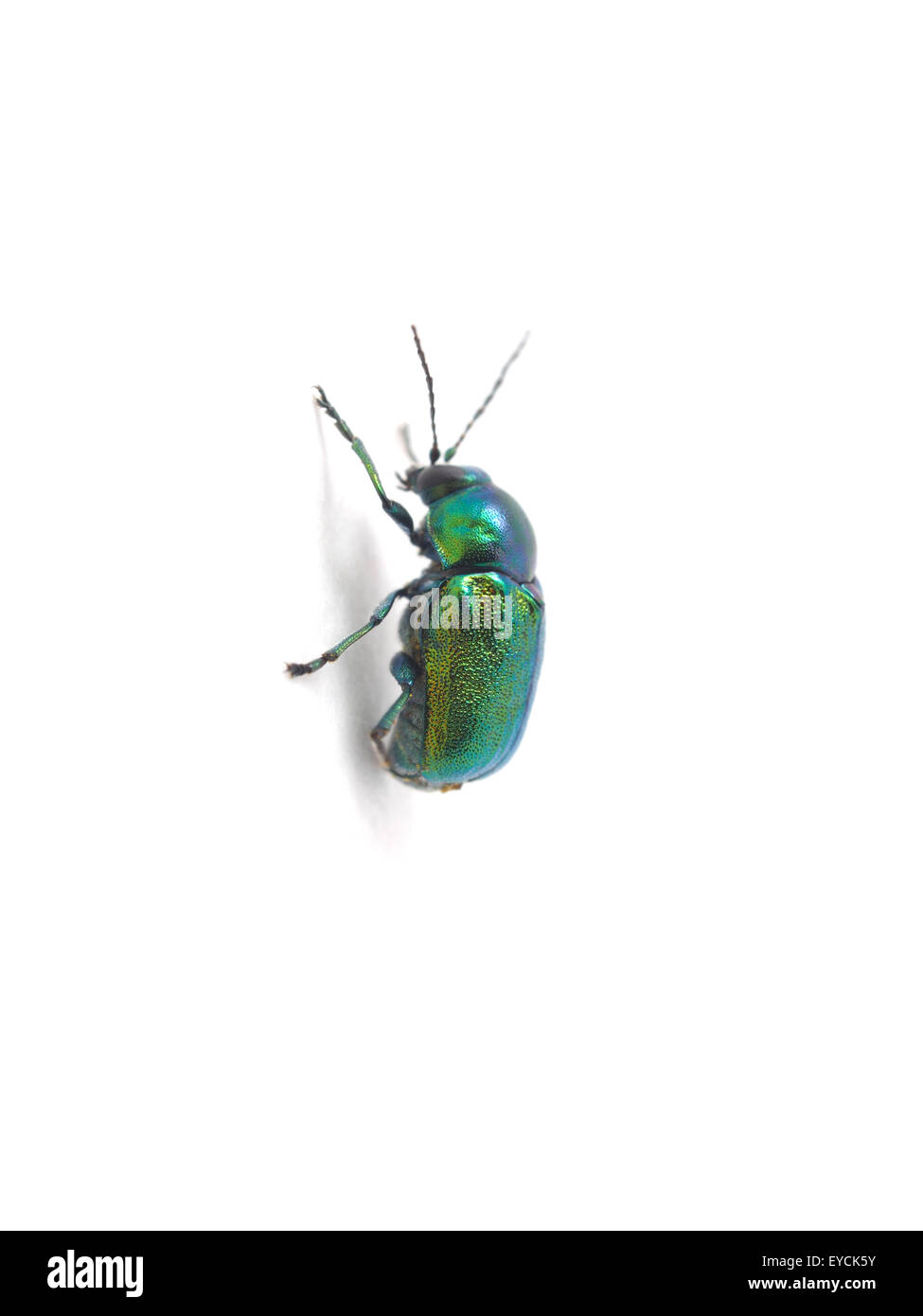 a beetle on a white background Stock Photo - Alamy