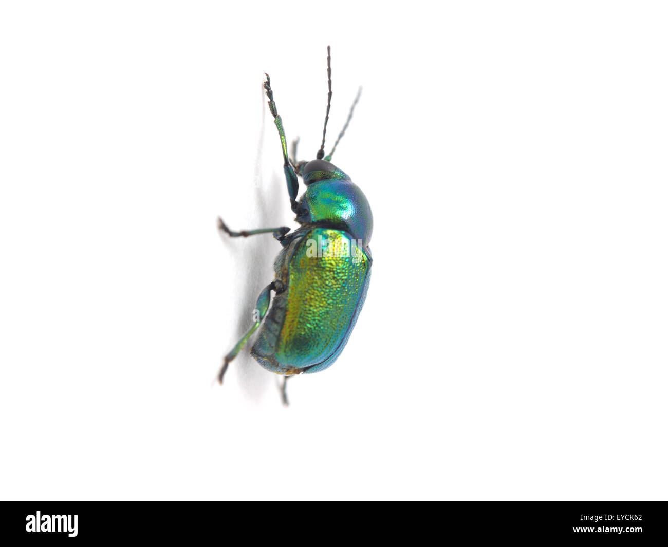 a beetle on a white background Stock Photo - Alamy