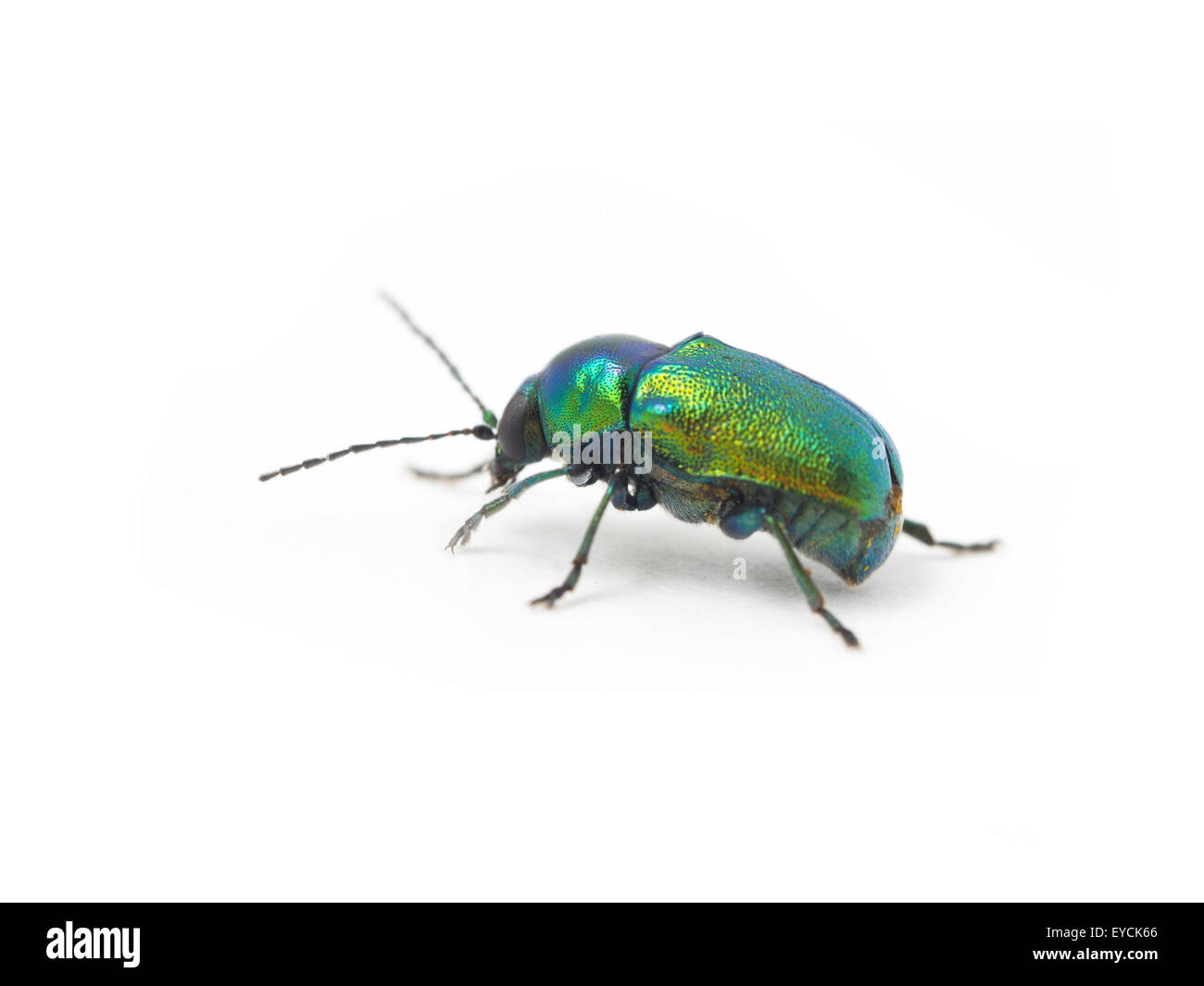 a beetle on a white background Stock Photo - Alamy