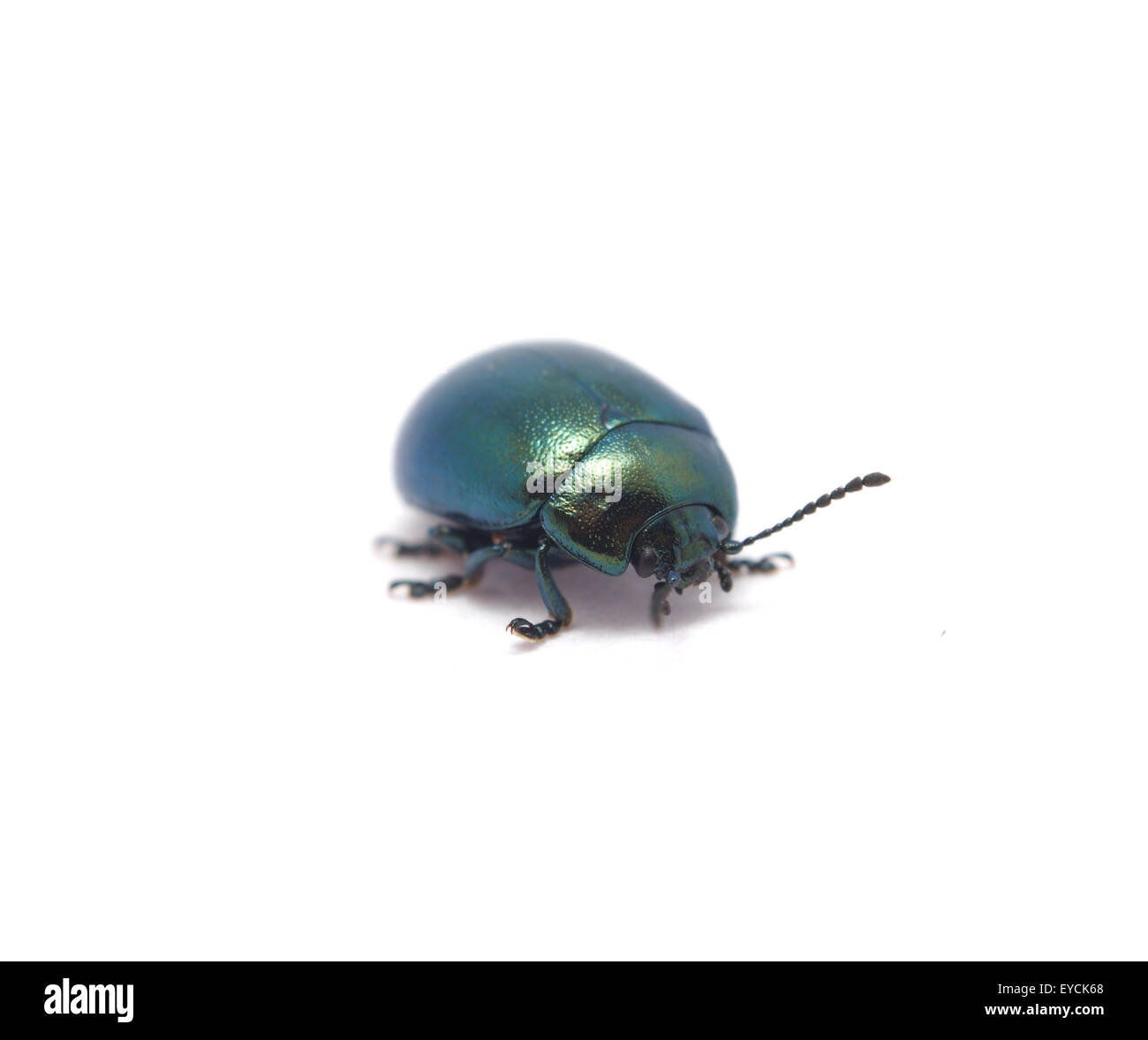 a beetle on a white background Stock Photo - Alamy