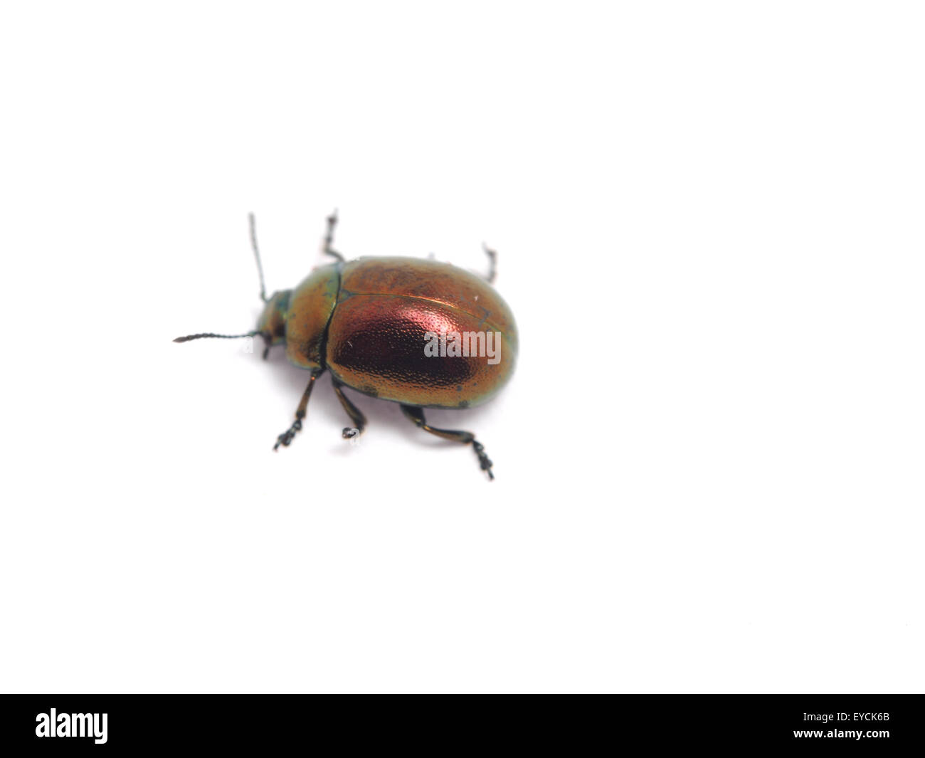 a beetle on a white background Stock Photo - Alamy