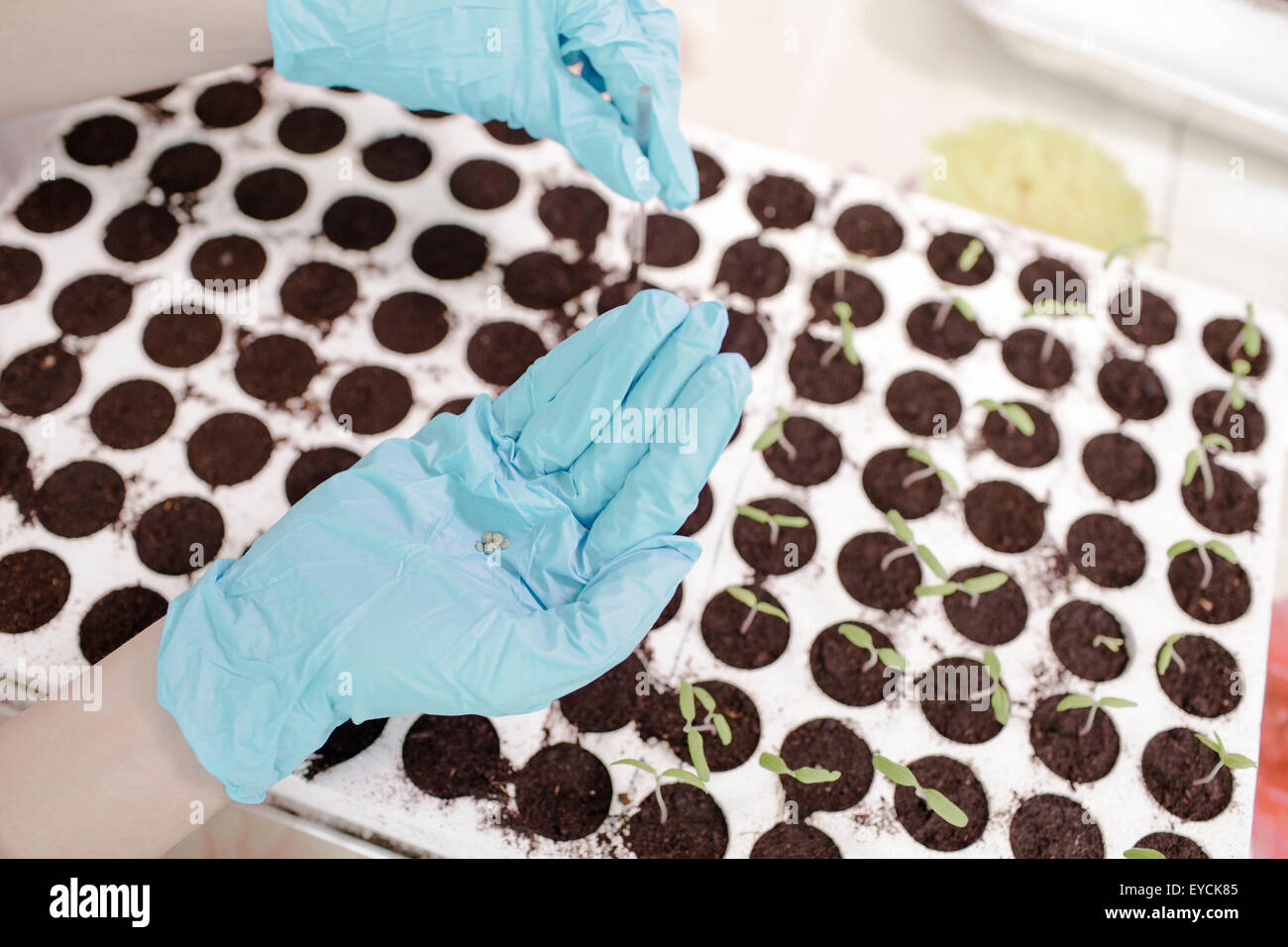 Seed laboratory hi-res stock photography and images - Alamy