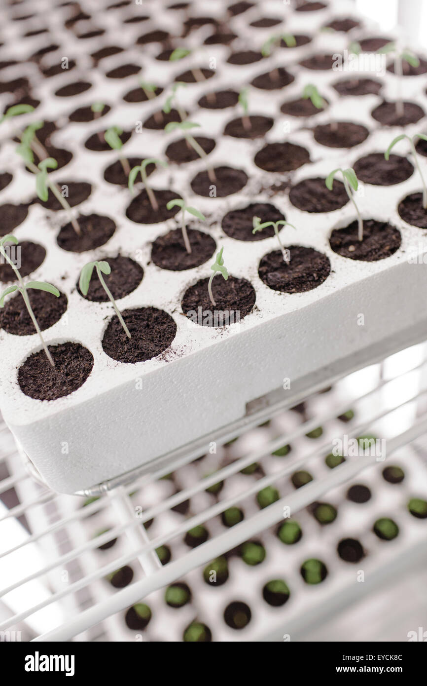 Flower pots with seedlings in laboratory Stock Photo - Alamy