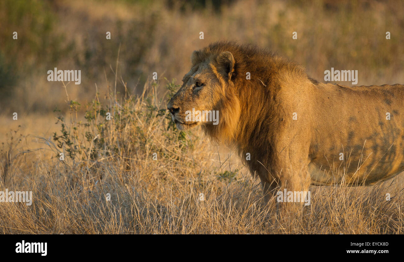 Lion chasing giraffe hi-res stock photography and images - Alamy