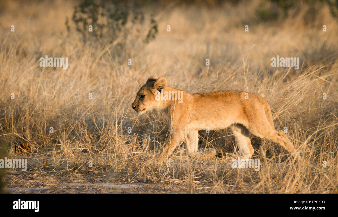 Lioness chasing hi-res stock photography and images - Alamy