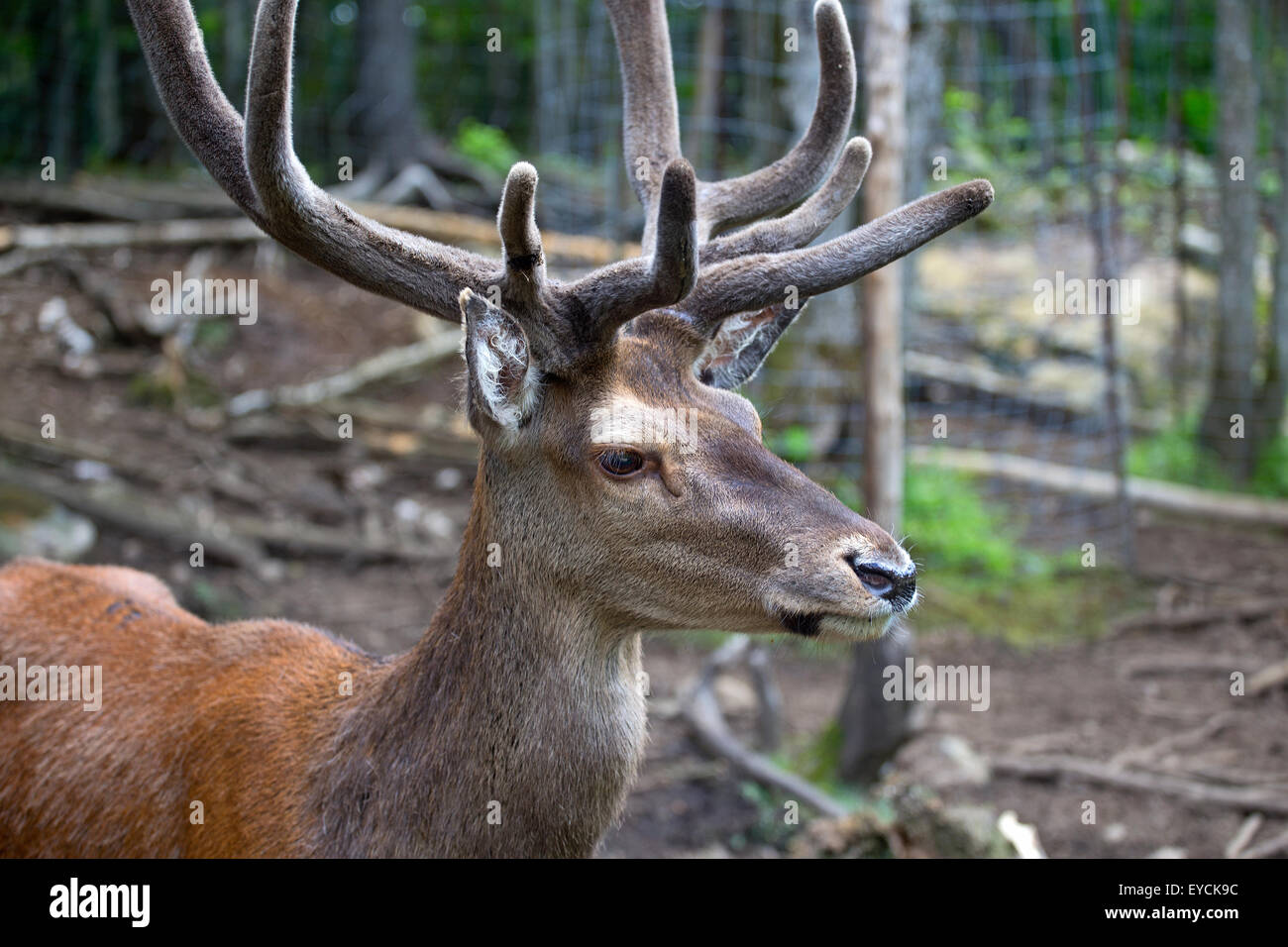 Beautiful elk hi-res stock photography and images - Alamy