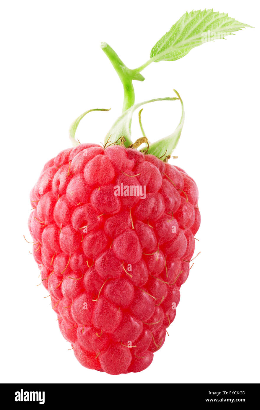 Raspberry cutout hi-res stock photography and images - Alamy