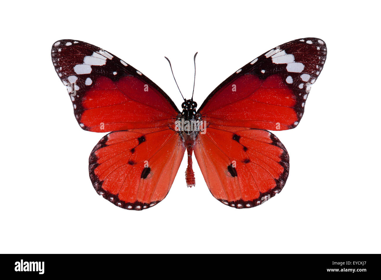 Beautiful Plain Tiger Butterfly (Danaus chrysippus) in process color ...