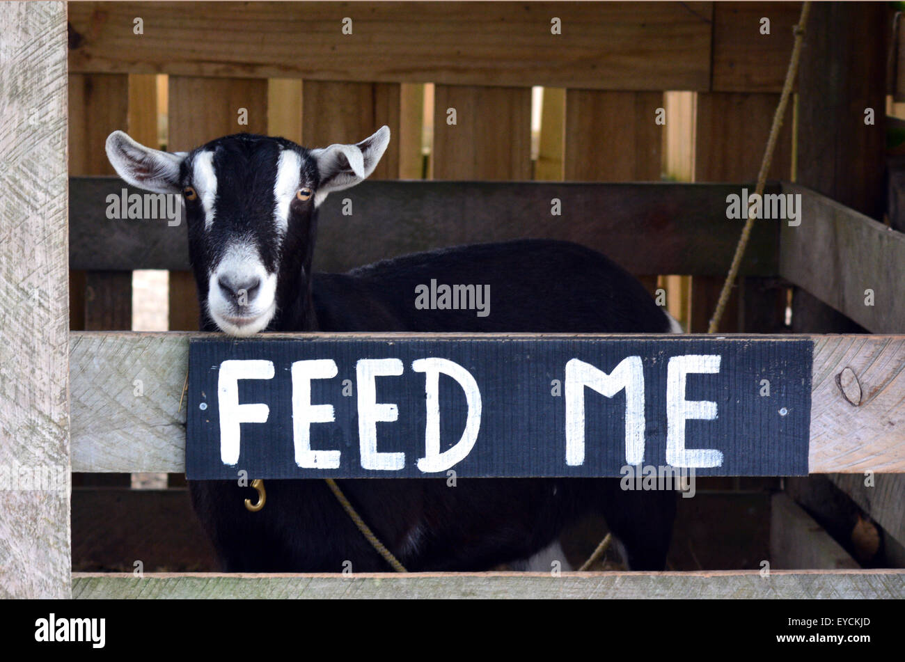 Female Black And White Goat High Resolution Stock Photography and ...