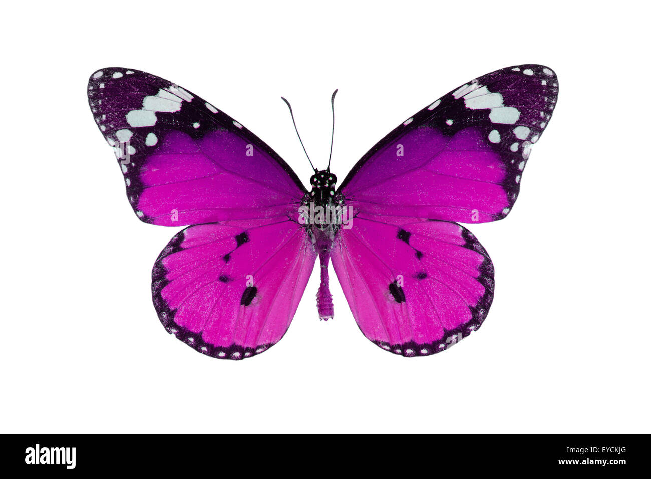 Plain tiger butterfly hi-res stock photography and images - Alamy