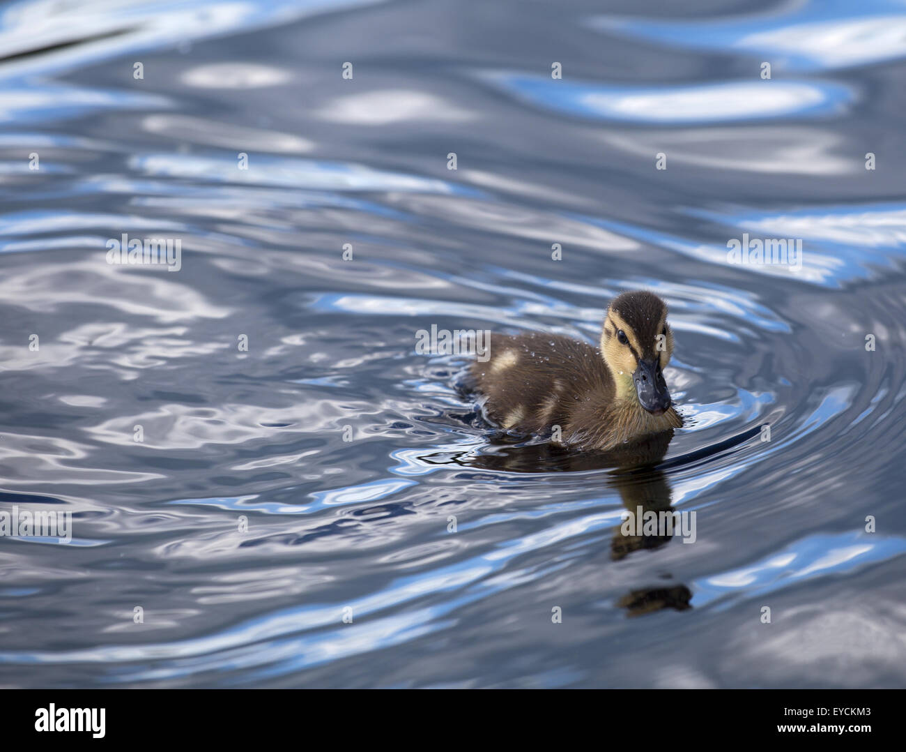 Child with baby duck hi-res stock photography and images - Alamy