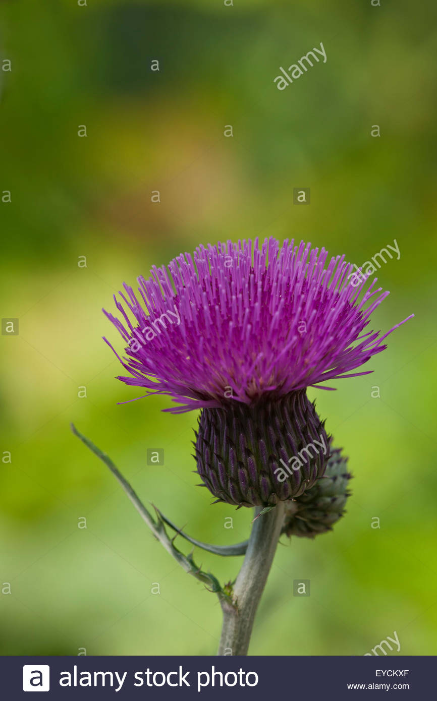 Cirsium Stock Photos & Cirsium Stock Images - Alamy