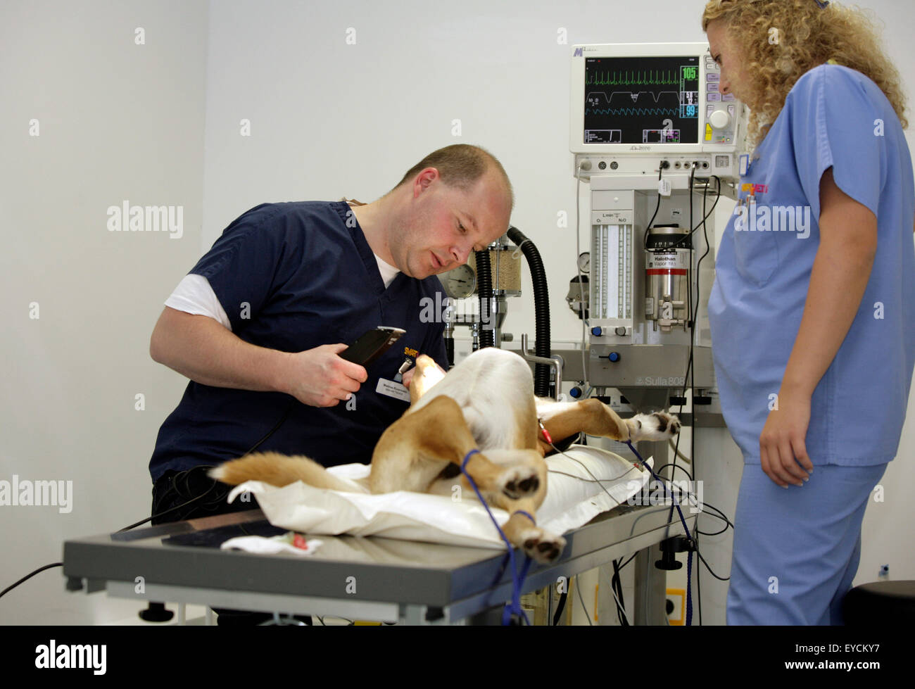 Veterinary assistants hi-res stock photography and images - Alamy