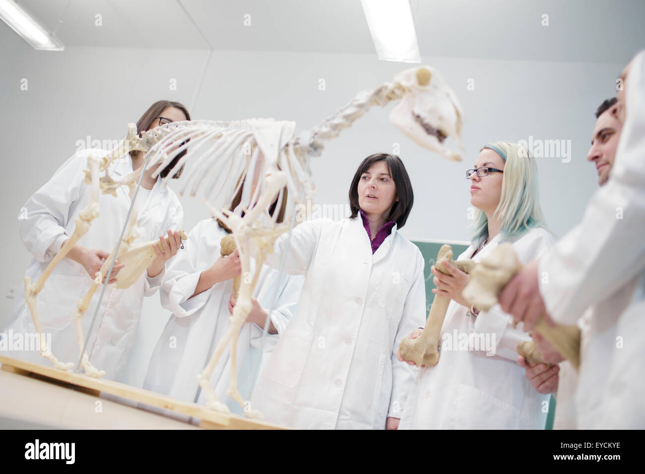 Science students looking at animal skeleton in school classroom Stock ...