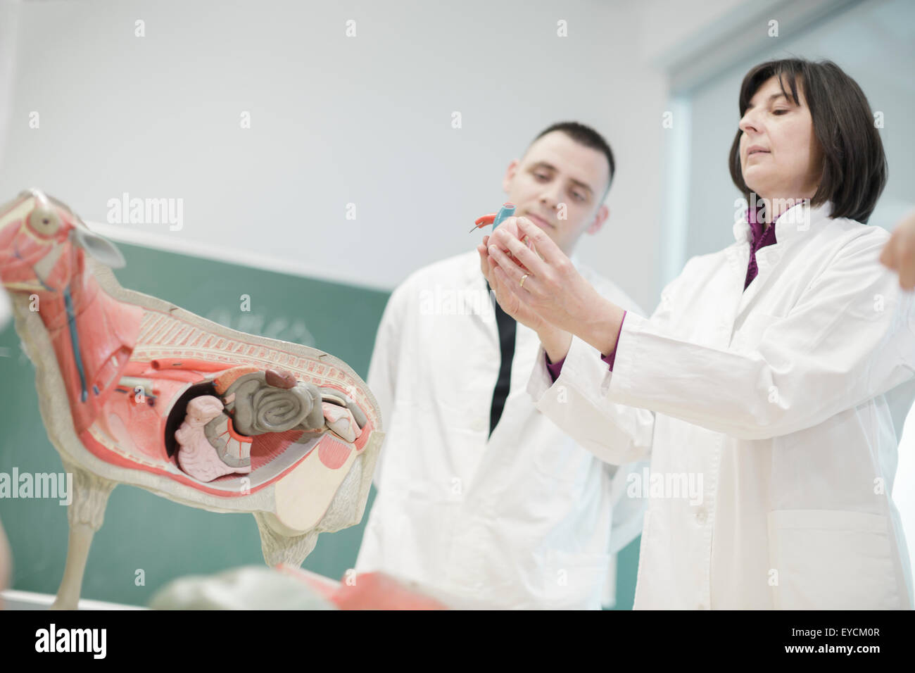 Students and teacher with anatomical model Stock Photo - Alamy