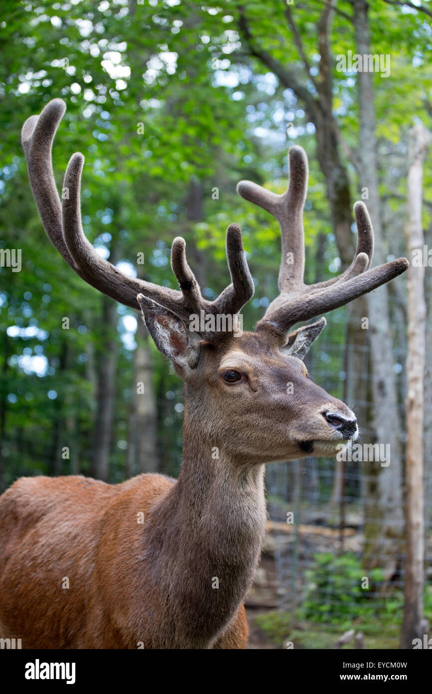 Beautiful elk hi-res stock photography and images - Alamy
