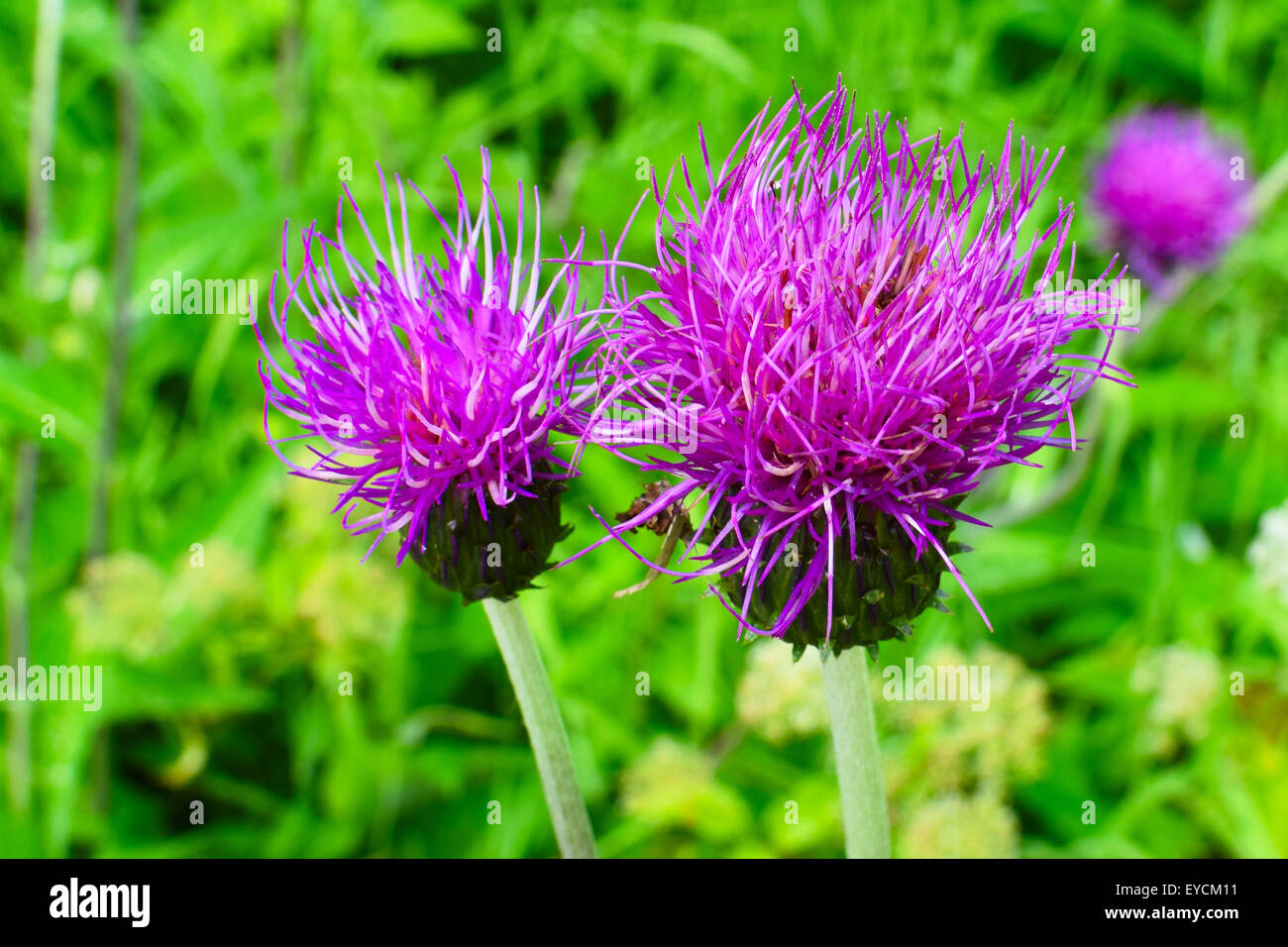 Asteraceae Flowers High Resolution Stock Photography and Images - Alamy