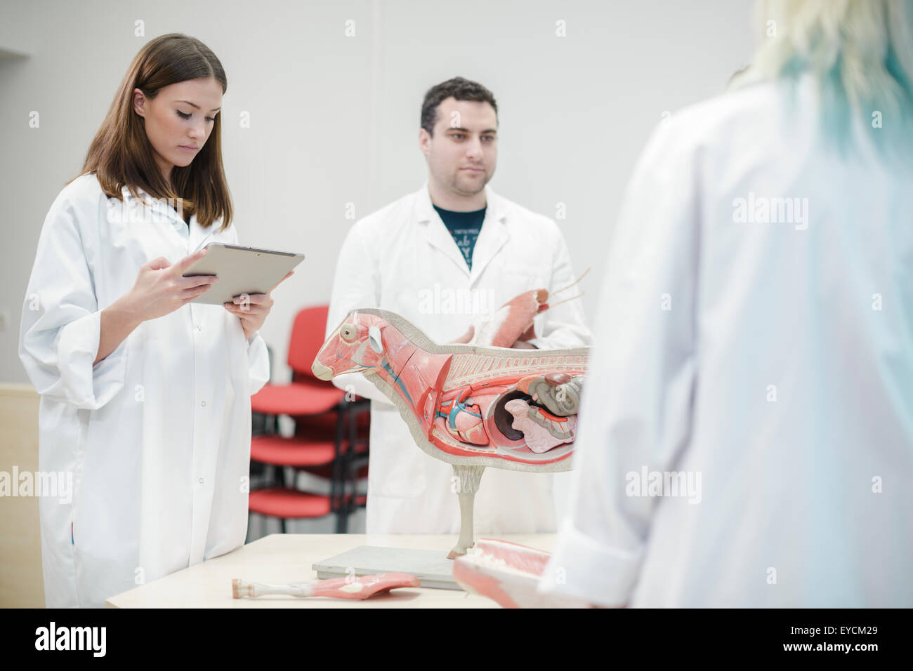 Students studying anatomical model in classroom Stock Photo - Alamy