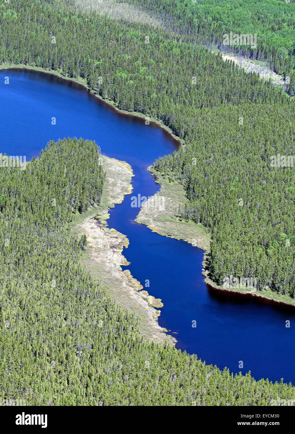 Canadian Forest In Hatchet