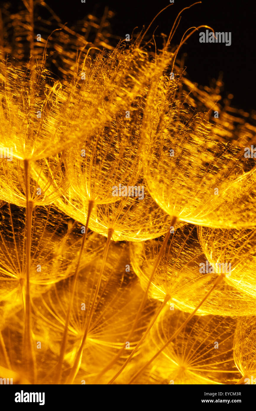 close up of dandelion on golden background Stock Photo - Alamy
